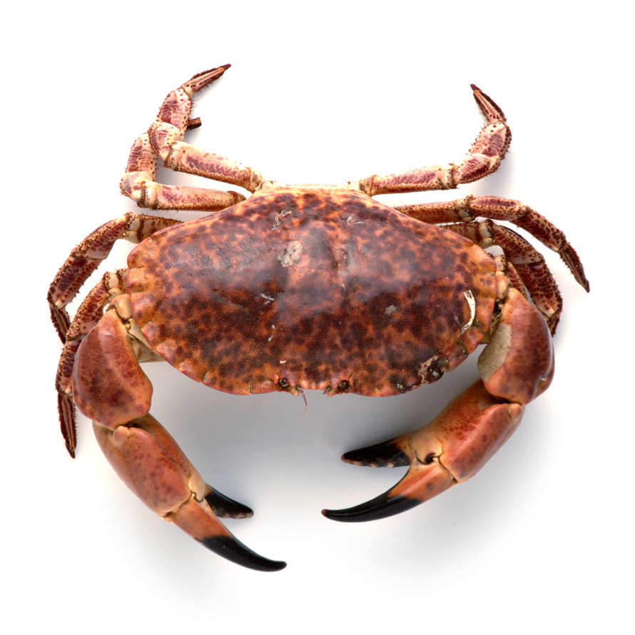 Fjordaktiviteter - Kroppen på toppen