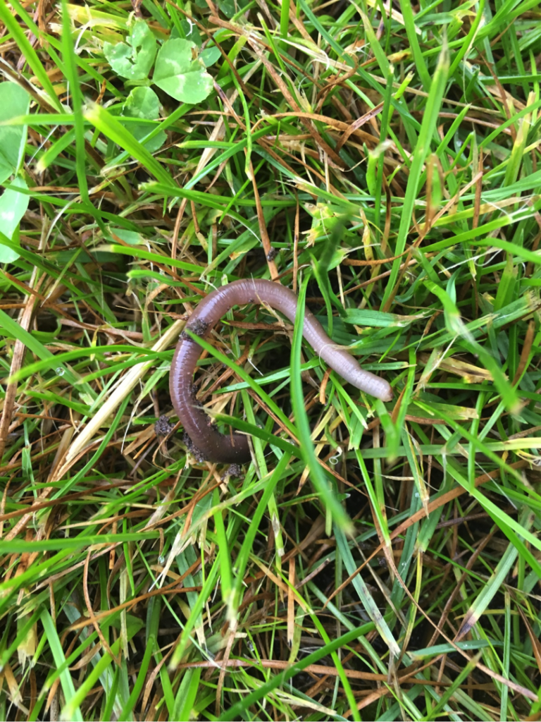 Regnorme - Kroppen på toppen